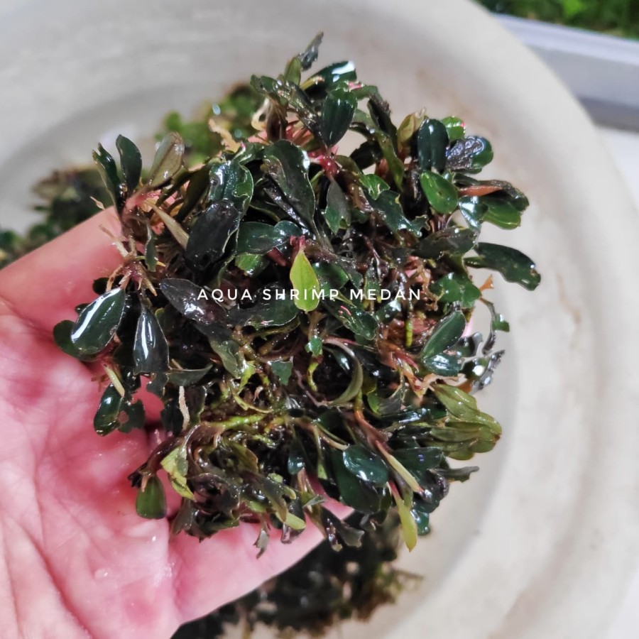Jual Bucephalandra mini / buce mini | Shopee Indonesia