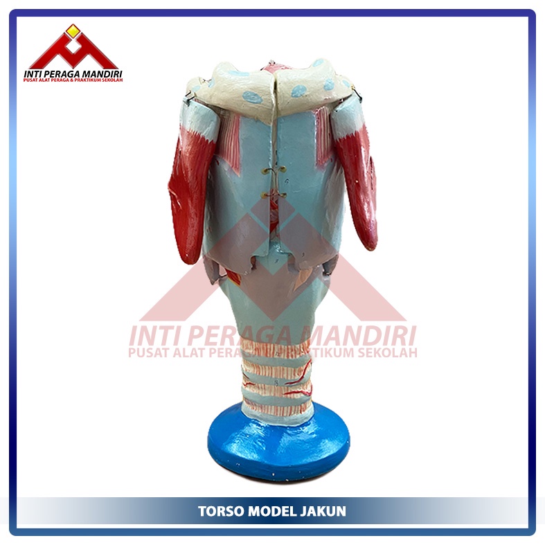 Jual Manekin Torso Model Jakun - Alat Peraga Edukasi Sekolah | Shopee ...