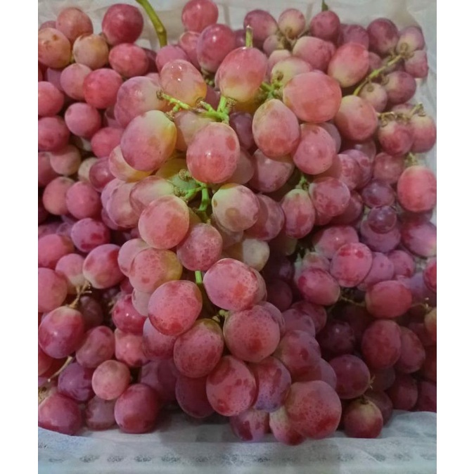 Jual Anggur Red Globe 1kg | Shopee Indonesia
