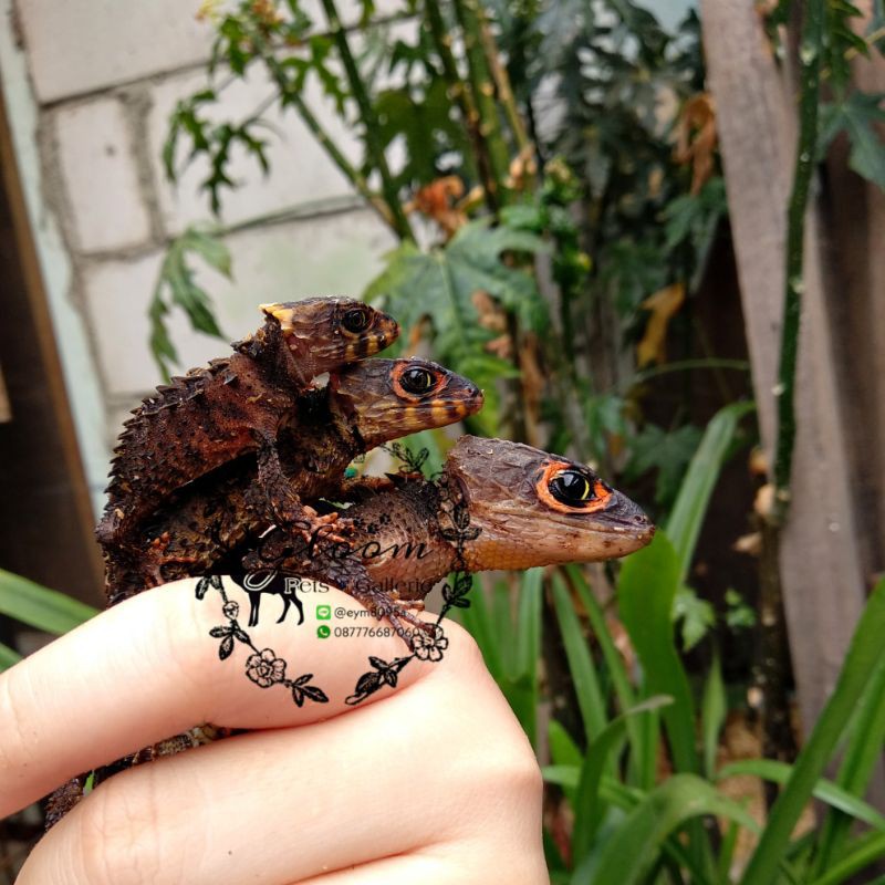 Jual Red Eyed Crocodile Skink Crocskink Kadal Duri Papua Captive Hatch ...