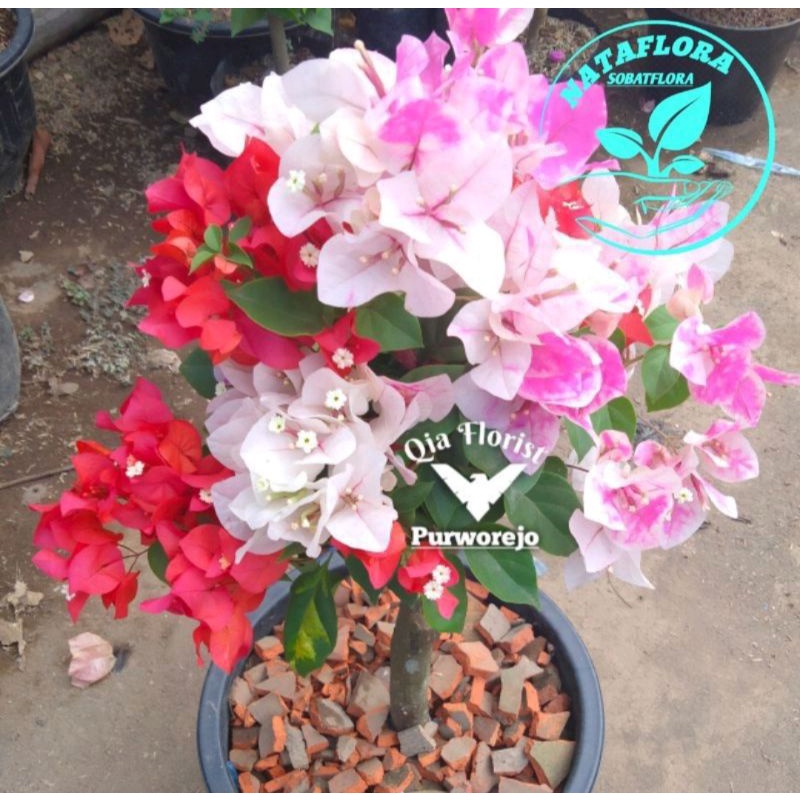 Jual pohon bunga bugenvil/tanaman hias bougenville 3 warna bunga merah ...