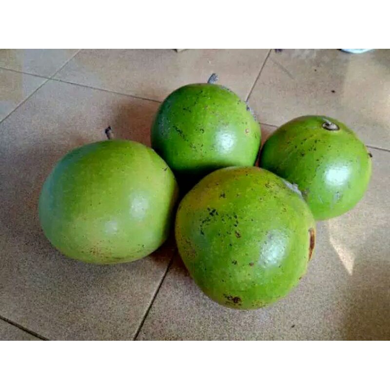 Jual BUAH MAJA/BERENUK buah herbal asli petik dari pohon | Shopee Indonesia