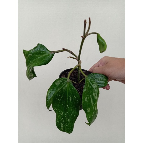 Jual tanaman hoya macrophylla splash jumbo besar rimbun | Shopee Indonesia