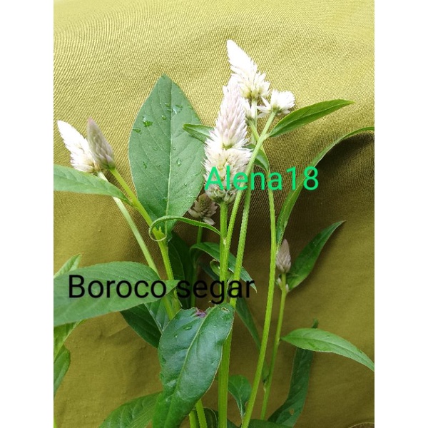 Jual 1/2 kg Boroco tumbuhan segar | Shopee Indonesia