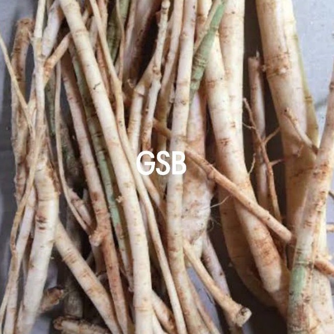 Jual Akar pepaya segar 500 gram / akar pohon pepaya | Shopee Indonesia