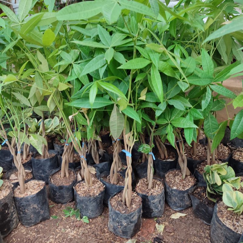 Jual tanaman hias pacira / pachira / tanaman uang / money tree | Shopee ...