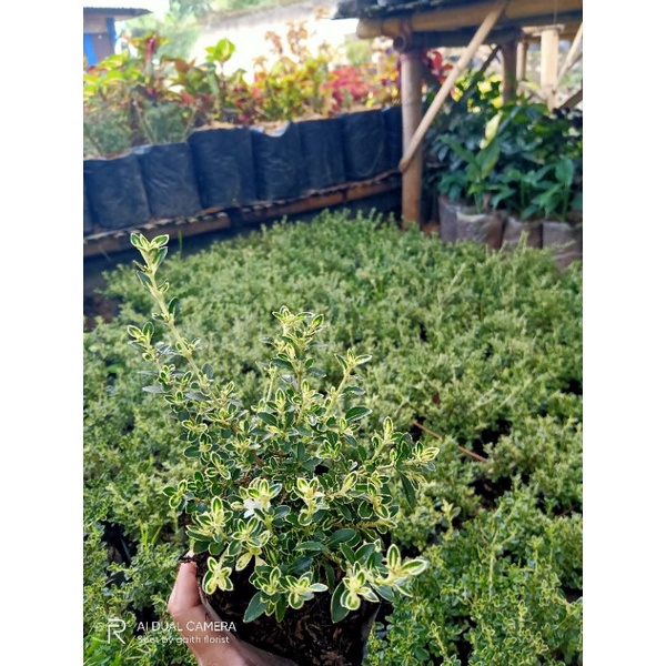 Jual mirten hingkips varigata | Shopee Indonesia