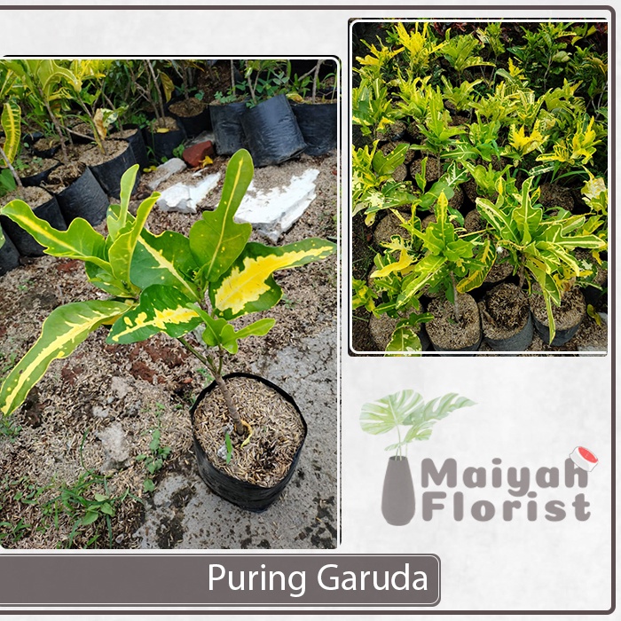 Jual Puring Garuda - Kroton - Codiaeum Variegatum - Tanaman Hias ...