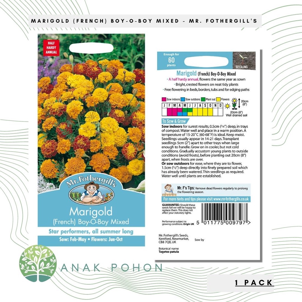 Jual (1 PACK) Benih Marigold (French) Boy-O-Boy Mixed Seeds - Mr ...