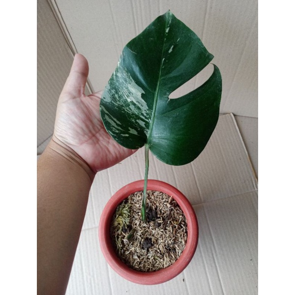 Jual Monstera varigata - monstera variegata real pict - monstera marble ...