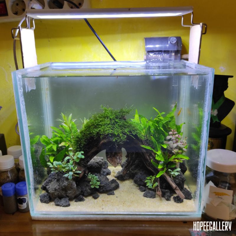 Jual PAKET NATURAL STYLE |Tanaman Aquascape | Shopee Indonesia Jual PAKET NATURAL STYLE |Tanaman Aquascape | Shopee Indonesia