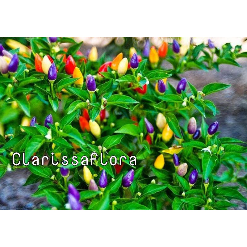Jual ( BISA COD )promo pohon cabai ungu - cabai pelangi - cabe ungu ...