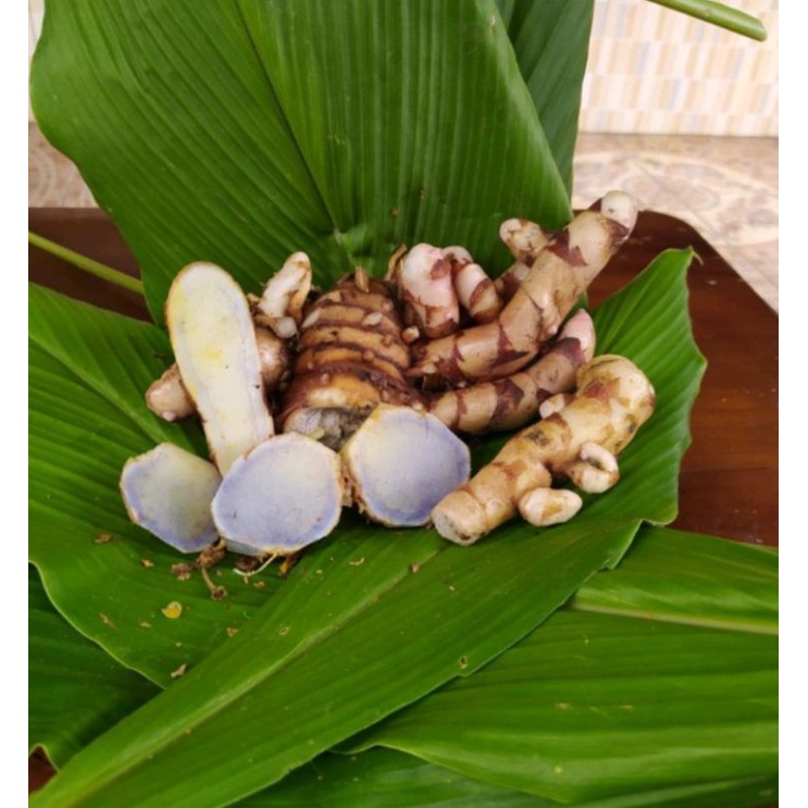 Jual Temu Hitam Segar Alami 1Kg Temu Ireng/Curcuma Aeruginosa | Shopee ...