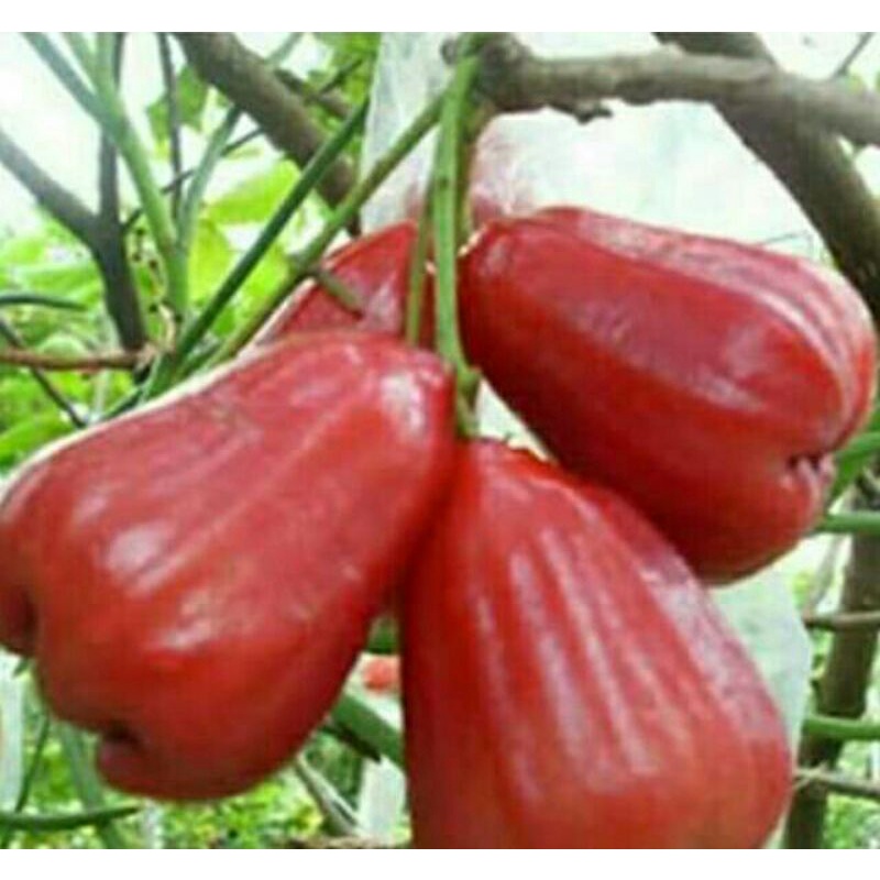 Jual Bibit Jambu Citra Madu Jumbo Kualitas Super Cepat Berbuah | Shopee ...