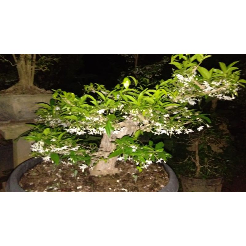 Jual bonsai Anting Putri akar keliling batang besar l.n | Shopee Indonesia