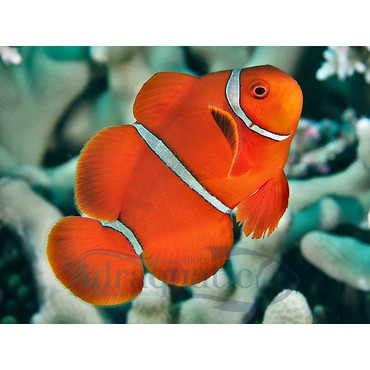 Jual (INSTANT BANDUNG) IKAN HIAS AIR LAUT BALONG SPINE CHEEKED ...