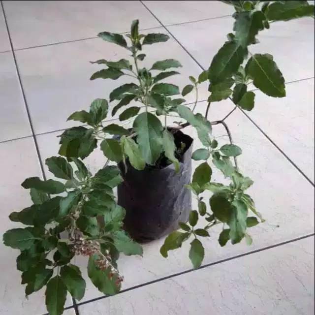 Jual Pohon ruku2 / bibit pohon ruku-ruku / daun ruku-ruku | Shopee ...