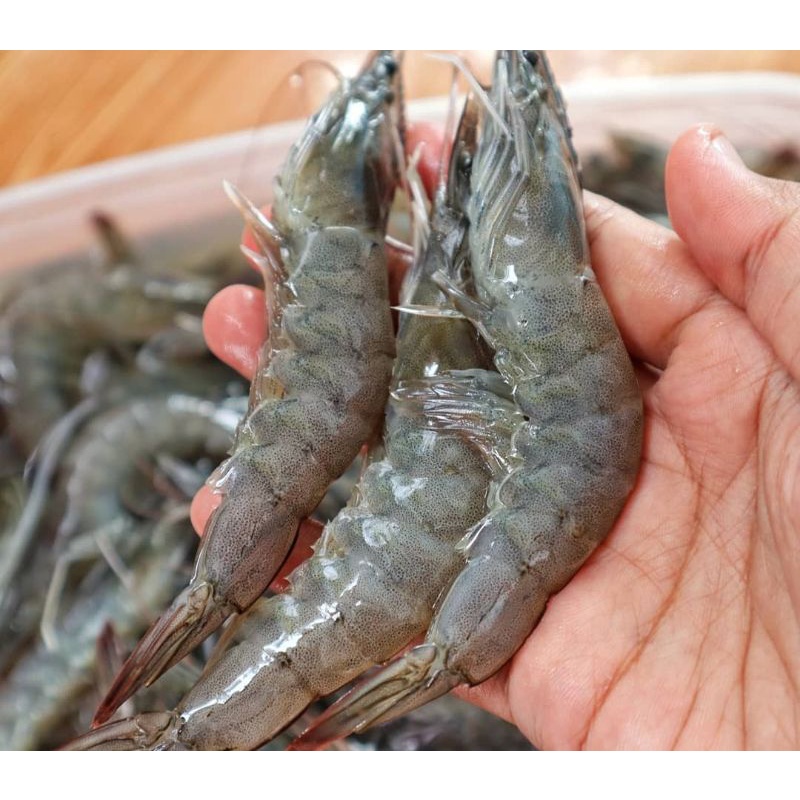 Jual udang fresh - 125 gram | Shopee Indonesia