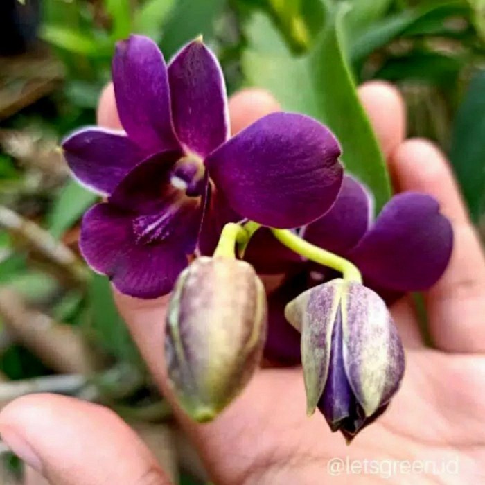 Jual bibit anggrek dendrobium bunga aeq . | Shopee Indonesia