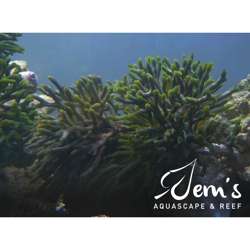 Jual Tanaman Refugium / Macro Algae Ranting Hijau (Green Finger Algae ...