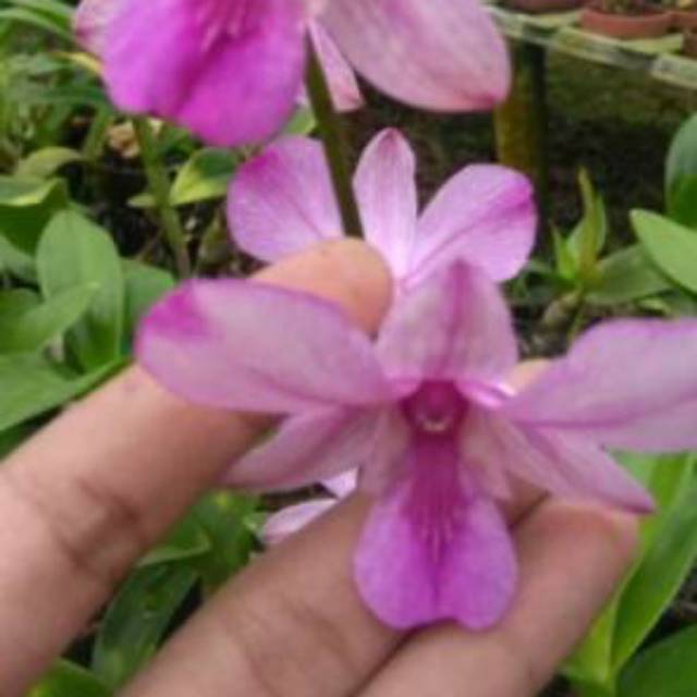 Jual Anggrek dendro popeye red Dewasa siap Bunga | Shopee Indonesia