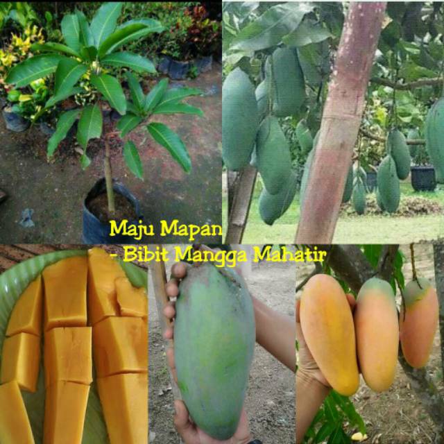 Jual THE BEST BIBIT TANAMAN MANGGA MAHATIR ASLI BUAH JUMBO FULL MURRRRAAH | Shopee Indonesia