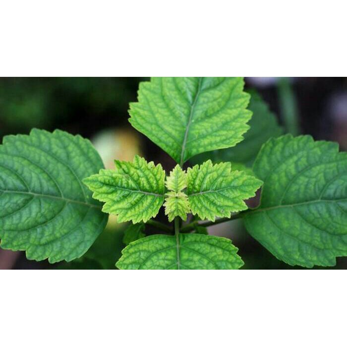 Jual Daun nilam / tanaman / daun patchouli | Shopee Indonesia