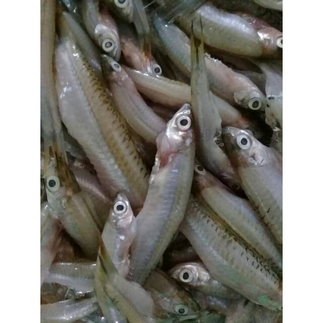 Jual Ikan seluang bersih 500 gr frozen siap olah | Shopee Indonesia
