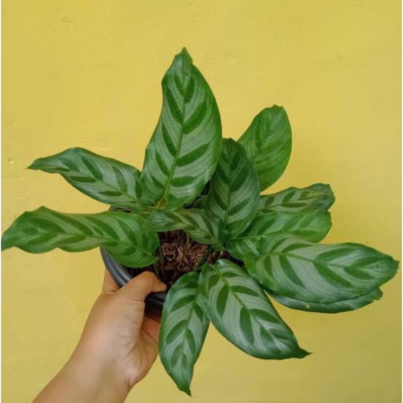 Jual calathea bella | Shopee Indonesia