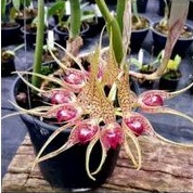 Jual Anggrek bulbophyllum binendijki / anggrek Gurita 1 buleb sewasa ...
