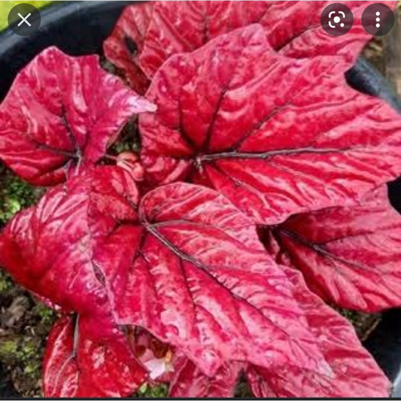 Jual anakan pra remaja begonia red super, begonia sultan, begonia ...