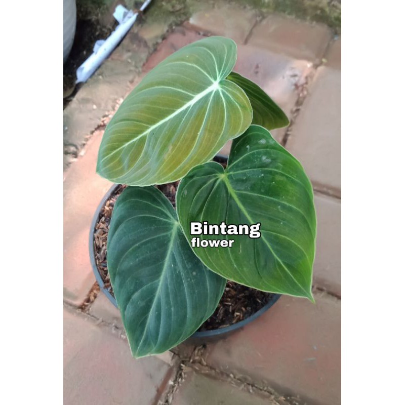 Jual Tanaman hias Philodendron Melanocrysum - Philo melano | Shopee ...