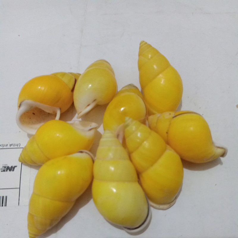 Jual KEONG DARAT/ BUTOTI KUNING | Shopee Indonesia