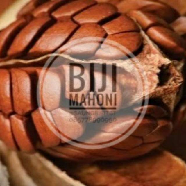 Jual Benih biji Pohon mahoni 1kg siap semai | Shopee Indonesia
