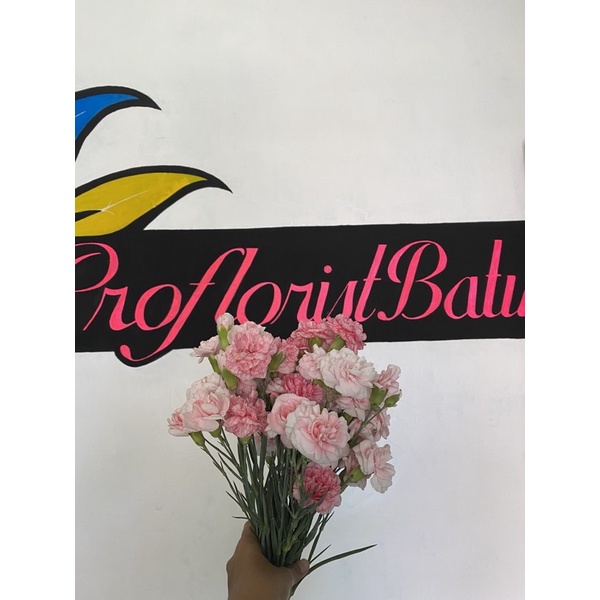 Jual bunga carnation soft pink per 1 ikat (isi 10 tangkai) | Shopee ...