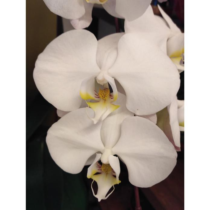 Jual ANGGREK BULAN DEWASA JUMBO PUTIH -TANAMAN MONSTERA | Shopee Indonesia