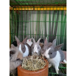 Jual kelinci dutch Harga Terbaik & Termurah Agustus 2024 | Shopee Indonesia