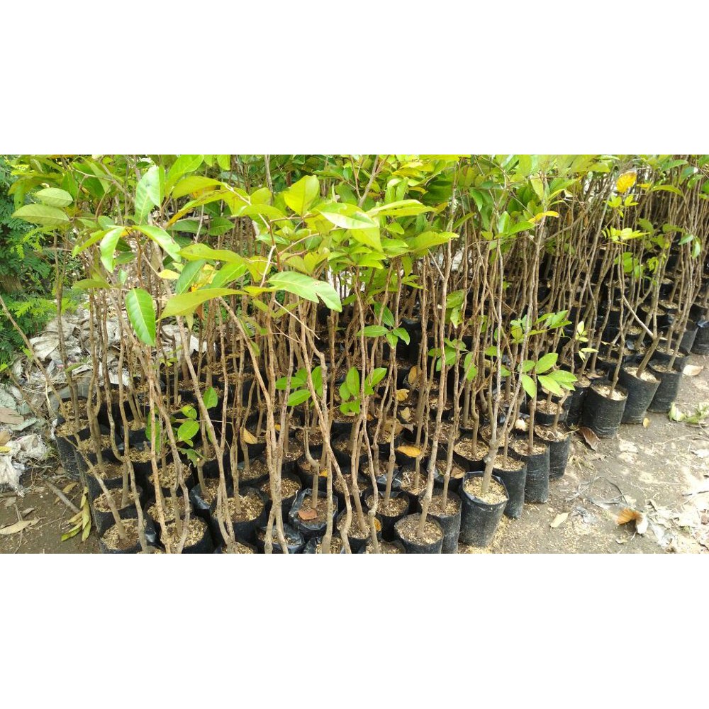 Jual Bibit Rambutan Binjai | Shopee Indonesia Jual Bibit Rambutan Binjai | Shopee Indonesia