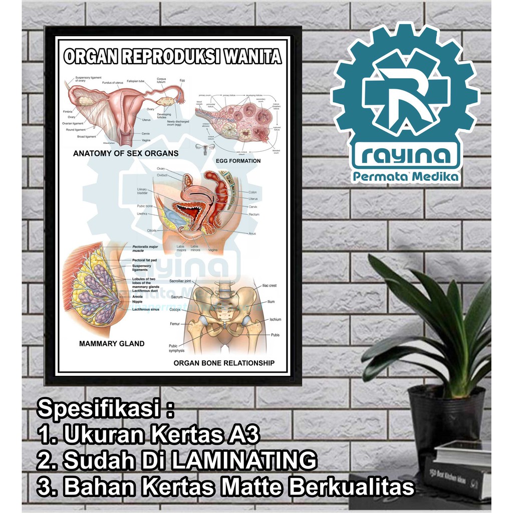 Jual Poster Organ Reproduksi Wanita | Shopee Indonesia