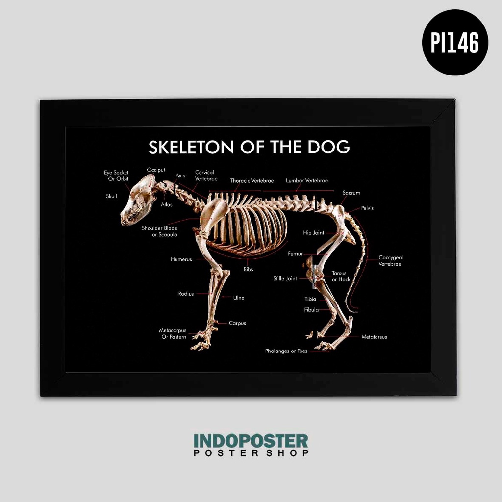 Jual Poster Pet Shop Klinik Dokter Hewan Anatomy Skeleton Of The Dog ...