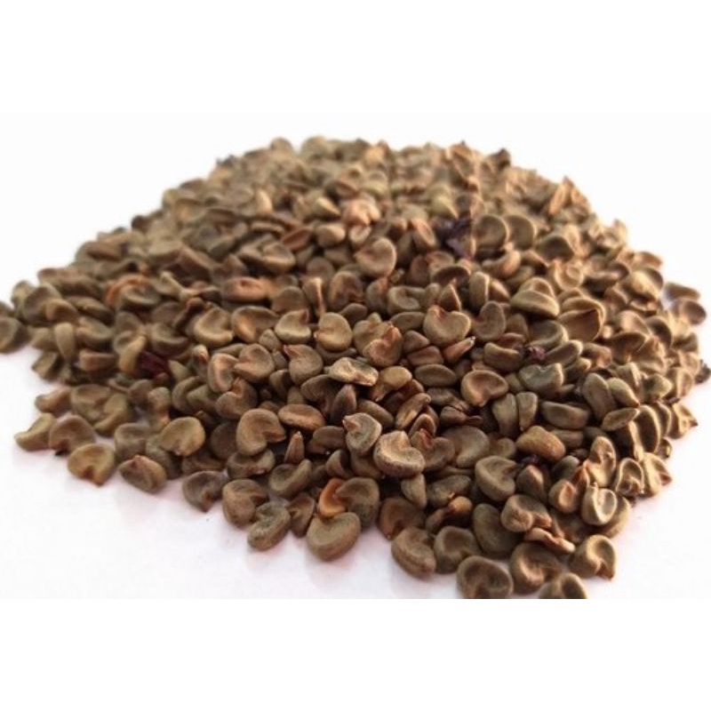 Jual Seeds Biji / Benih bunga Rosella Rosela Merah Hibiscus Sabdariffa ...