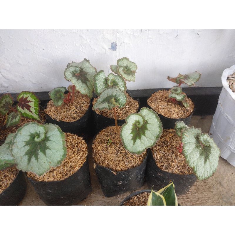Jual BIBIT TANAMAN HIAS BEGONIA KEONG BEGONIA ESCARGOT BEGONIA UNYENG ...