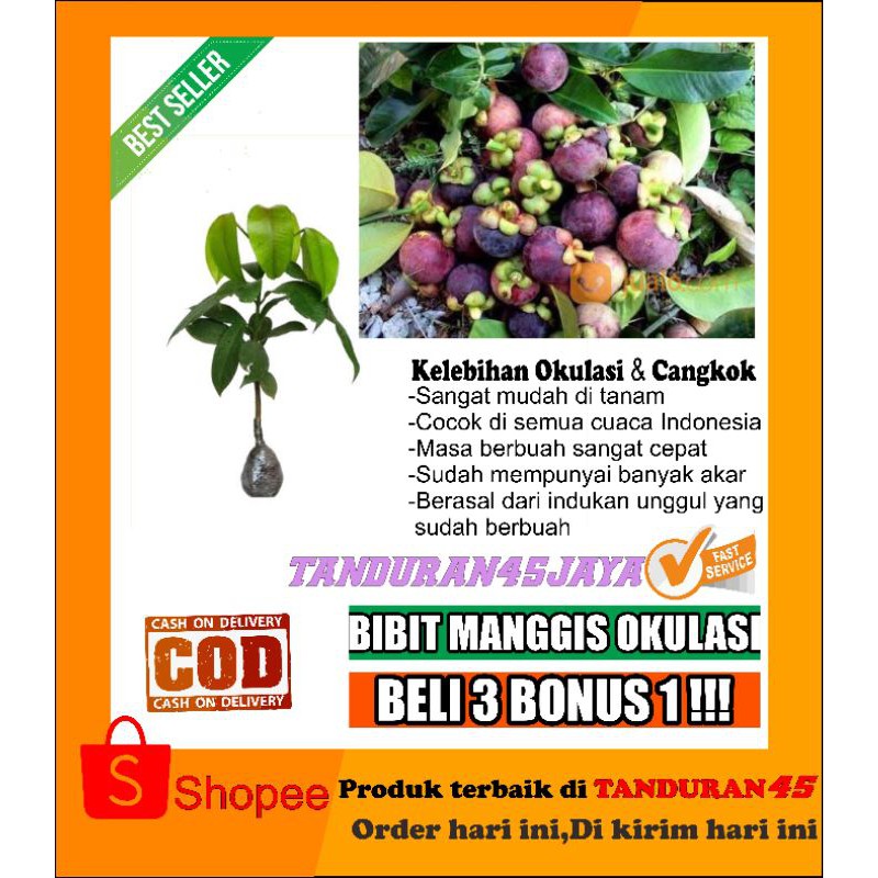 Jual bibit manggis okulasi/bibit manggis/bibit manggis cangkok | Shopee ...