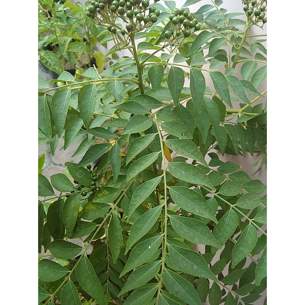 Jual BUMBU DAUN SALAM KOJA ~BUMBU KOROKELING~TEMURU~DAUN SEGAR | Shopee ...