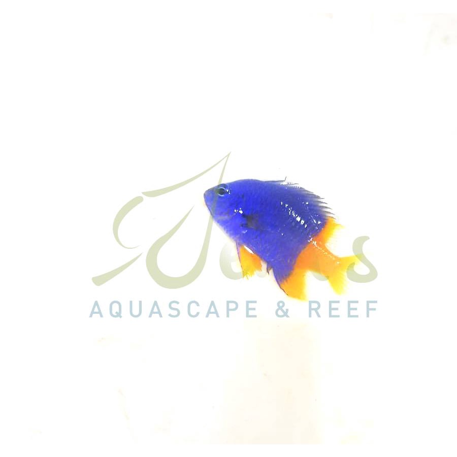 Jual Ikan Betok Bluestar Manado (Scott's Damselfish) | Shopee Indonesia