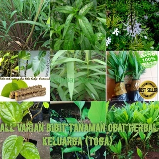 Jual Tanaman Toga Terlengkap & Harga Terbaru Juli 2024 | Shopee Indonesia