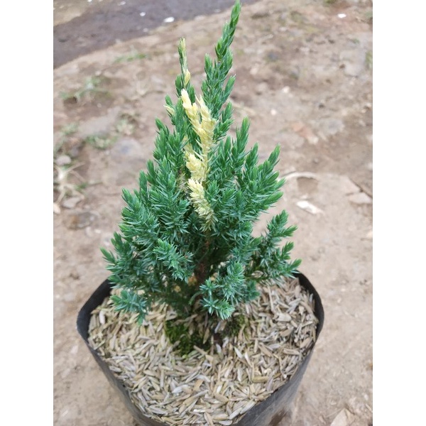 Jual Tanaman Hias Pohon Cemara Intan/Cemara Pucuk Putih | Shopee Indonesia