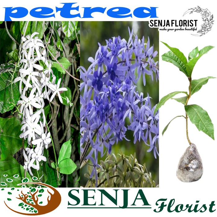 Jual Tanaman Bunga Merambat Petrea - Tanaman Hias Merambat Bunga Petrea ...