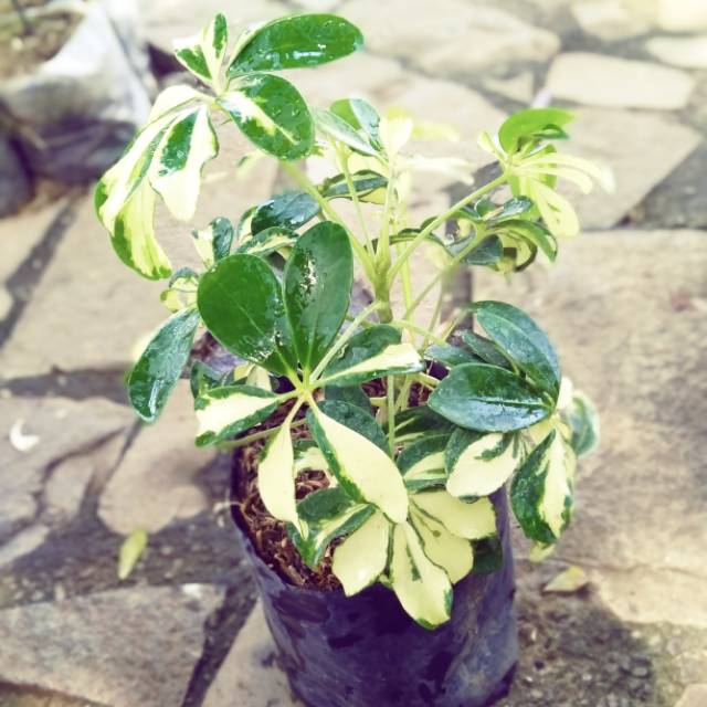 Jual Walisongo variegata kuning | Shopee Indonesia