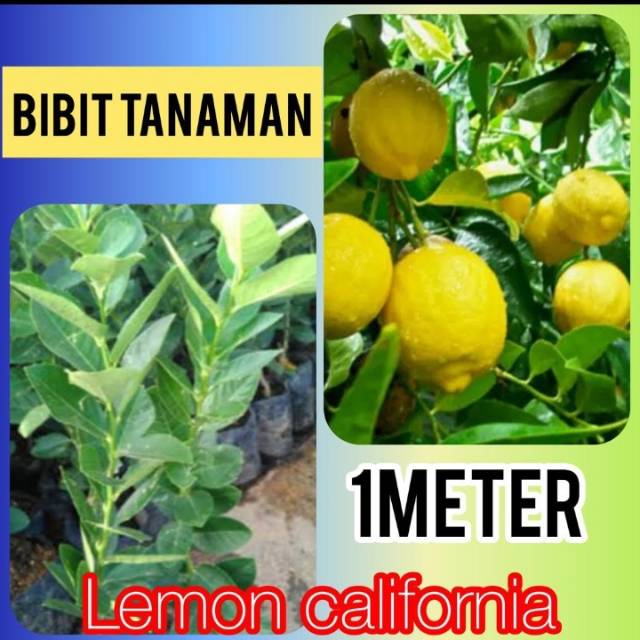 Jual Bibit Jeruk Lemon California 1 meter 1 kilo bisa 2 bibit | Shopee ...